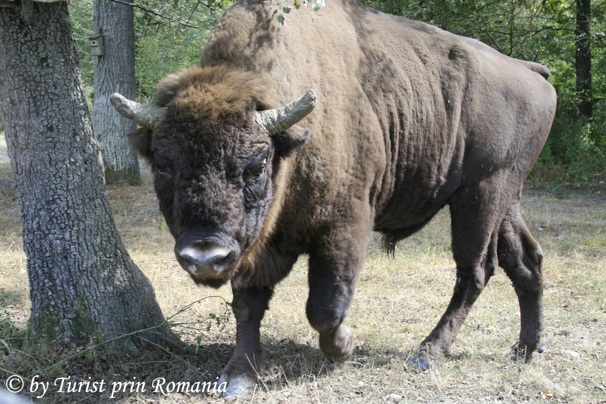 3 rezervații din România unde poți admira zimbrul sălbatic – Turist ...