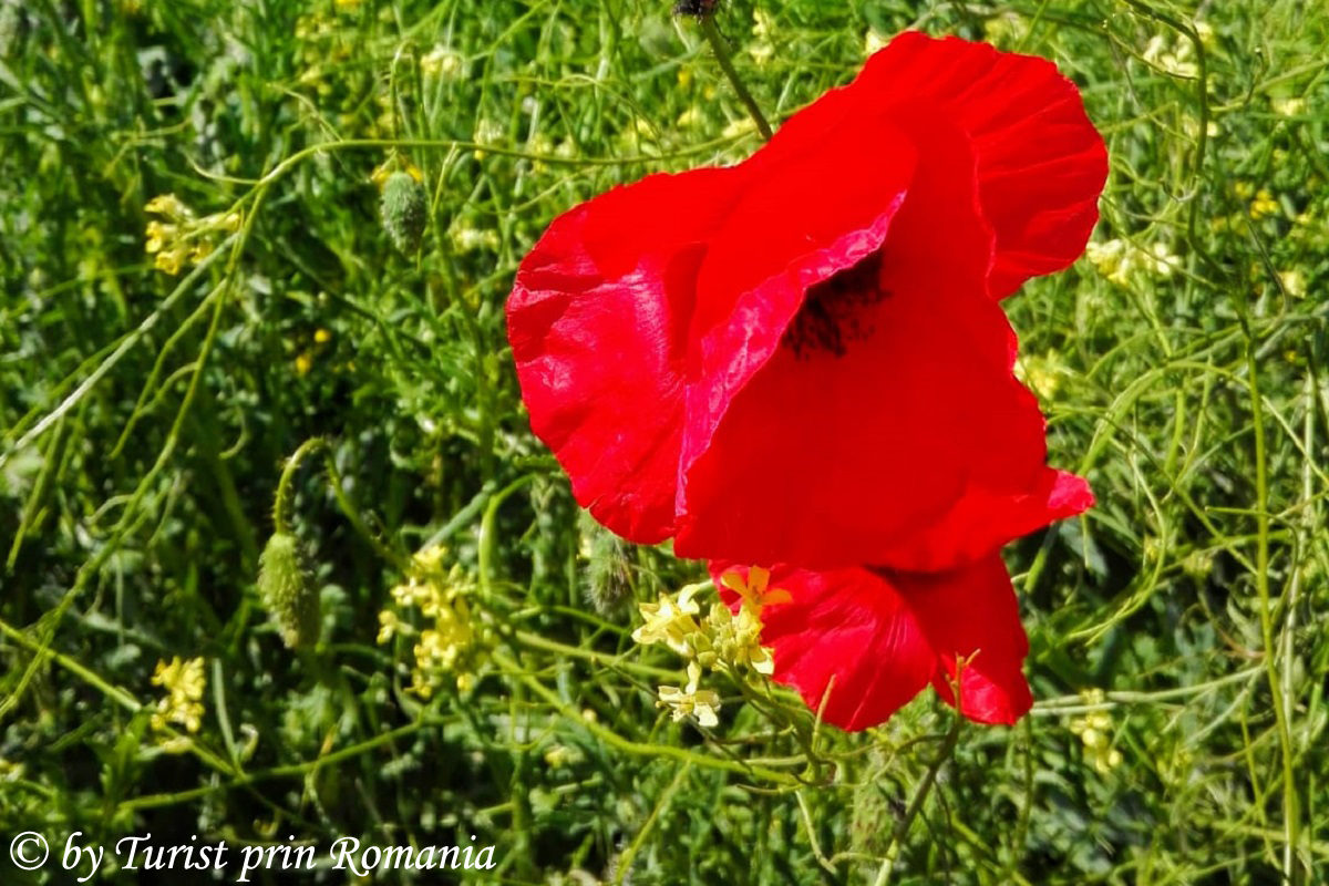 3 lucruri pe care nu le știi despre macul sălbatic, delicata floare ...