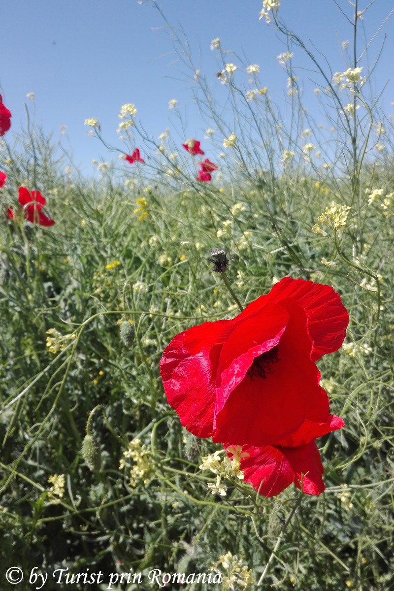 3 lucruri pe care nu le știi despre macul sălbatic, delicata floare ...