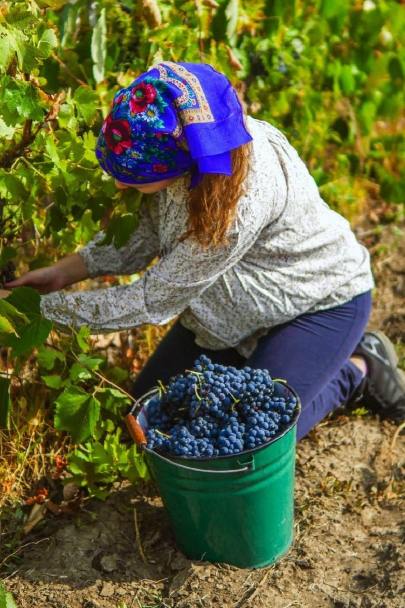 Tradiții românești legate de licoarea lui Bacchus – Turist prin Romania