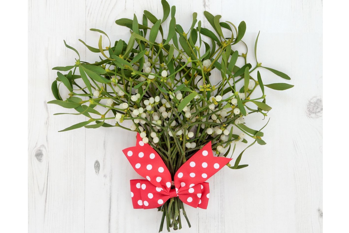 Creanga de aur a nopții magice dintre ani – despre vâsc, legende și ...